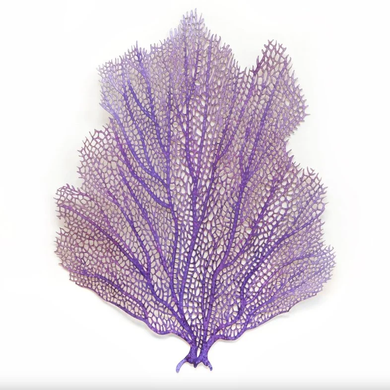 Purple Sea Fan