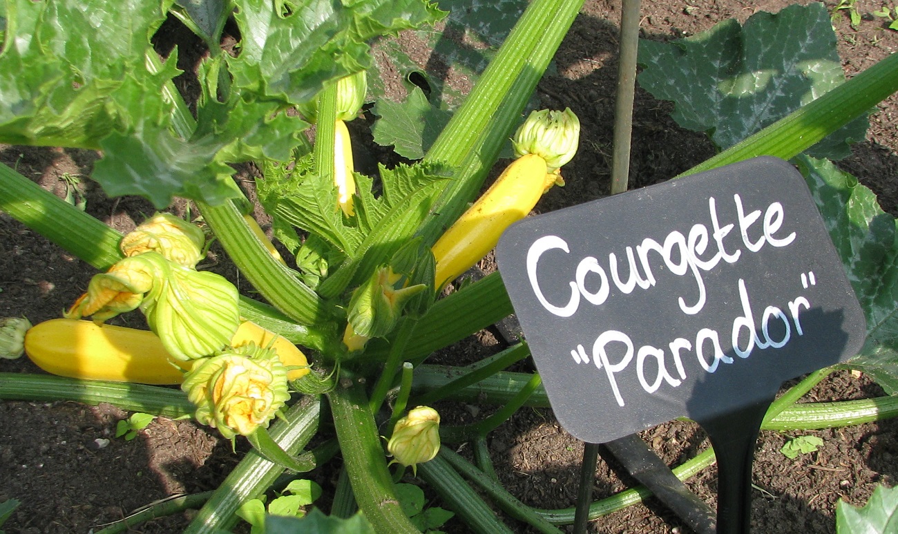 Agroecological CSA — De Ommuurde Tuin