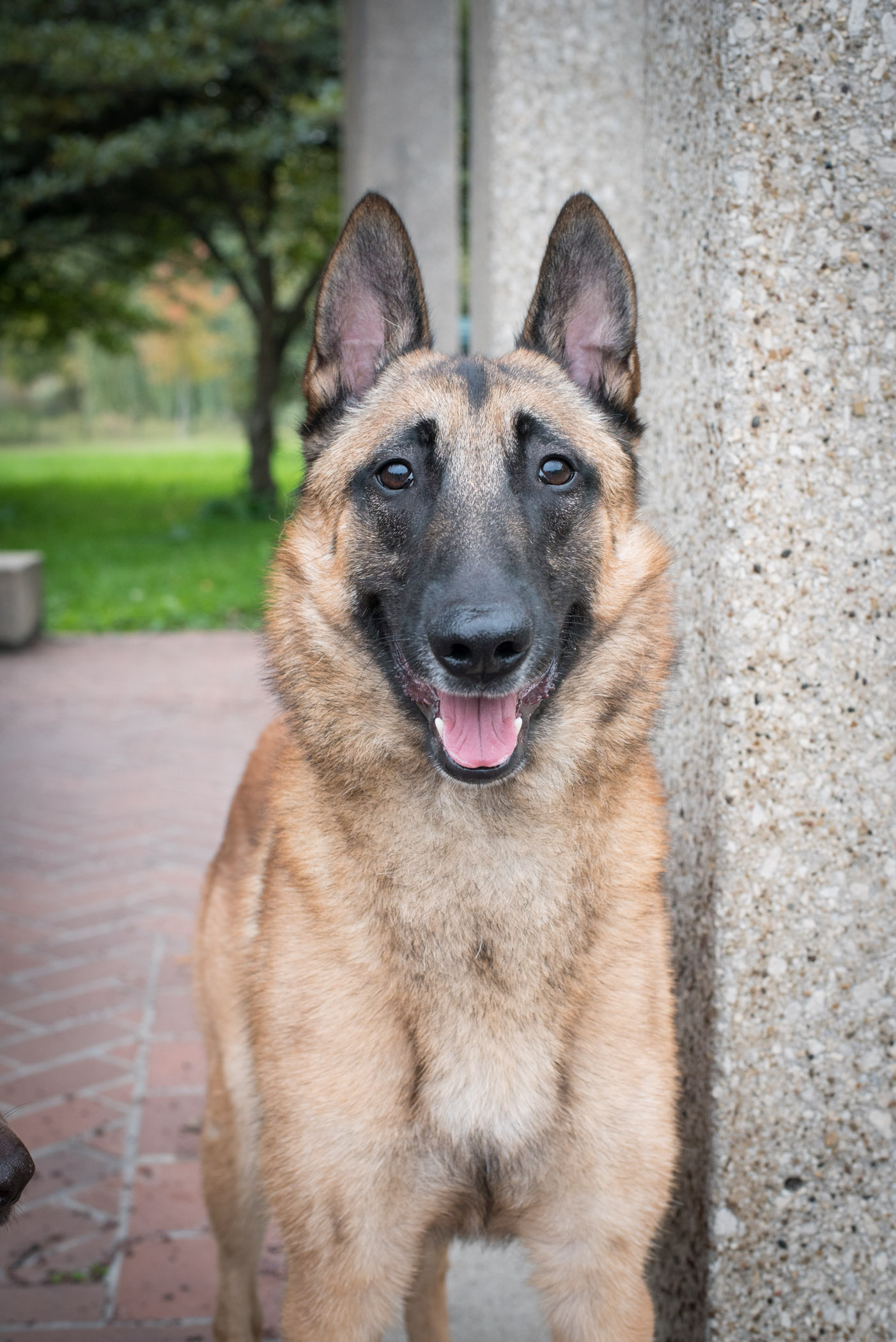 Midwest Working Dog Rescue