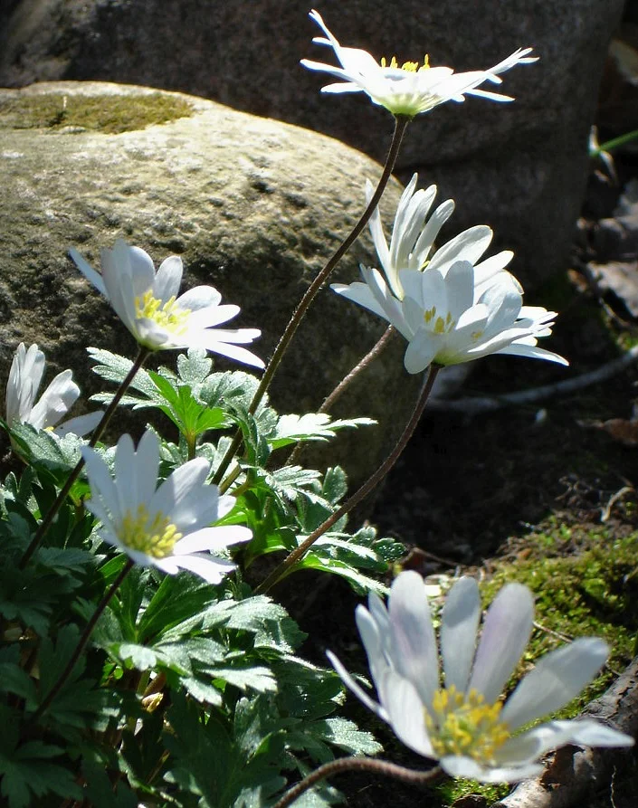 Our Inn — The White Rabbit Inn