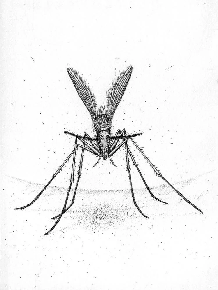 Illustrations for Wicked Bugs by Artist Briony Morrow-Cribbs — Briony ...