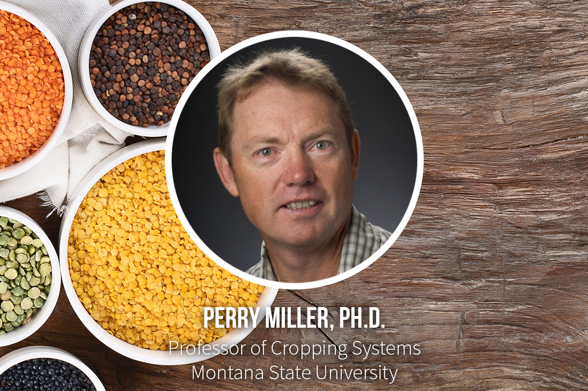 Pulse Potential Webinars — Northern Crops Institute