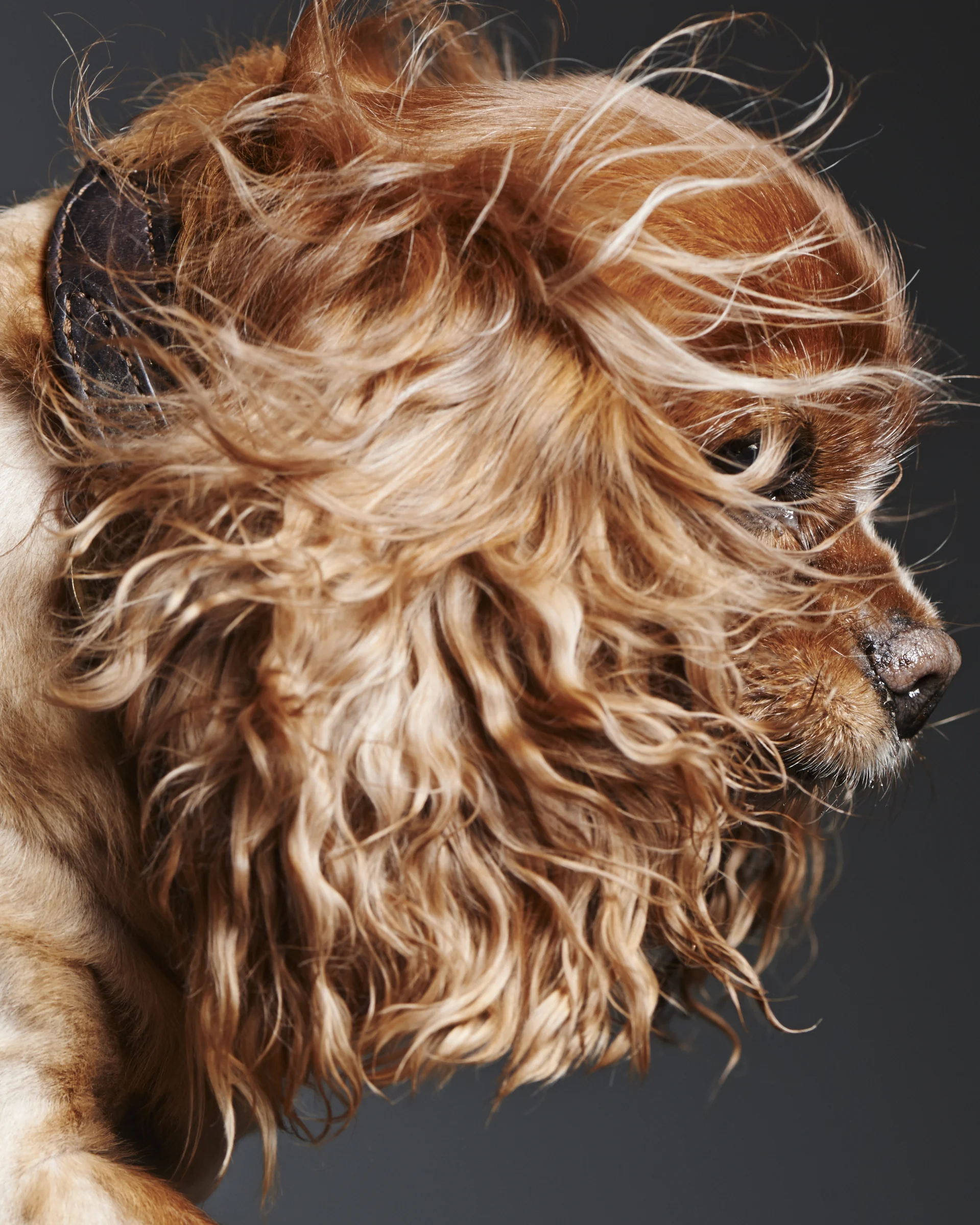 TOAST MEETS WORLD, JAGGER, AND RILEY ARE SUPERMODEL DOGS — SUZANNE ...