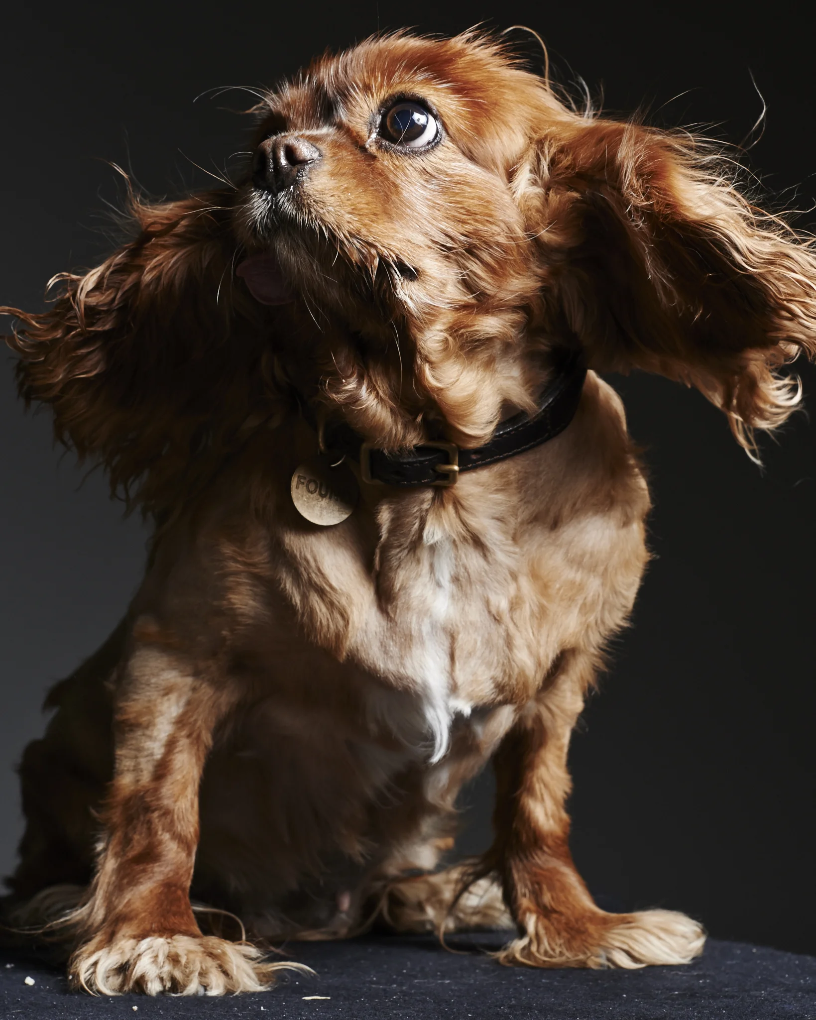TOAST MEETS WORLD, JAGGER, AND RILEY ARE SUPERMODEL DOGS — SUZANNE ...