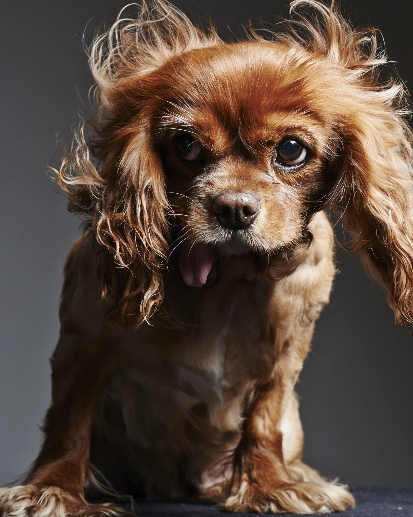 TOAST MEETS WORLD, JAGGER, AND RILEY ARE SUPERMODEL DOGS — SUZANNE ...