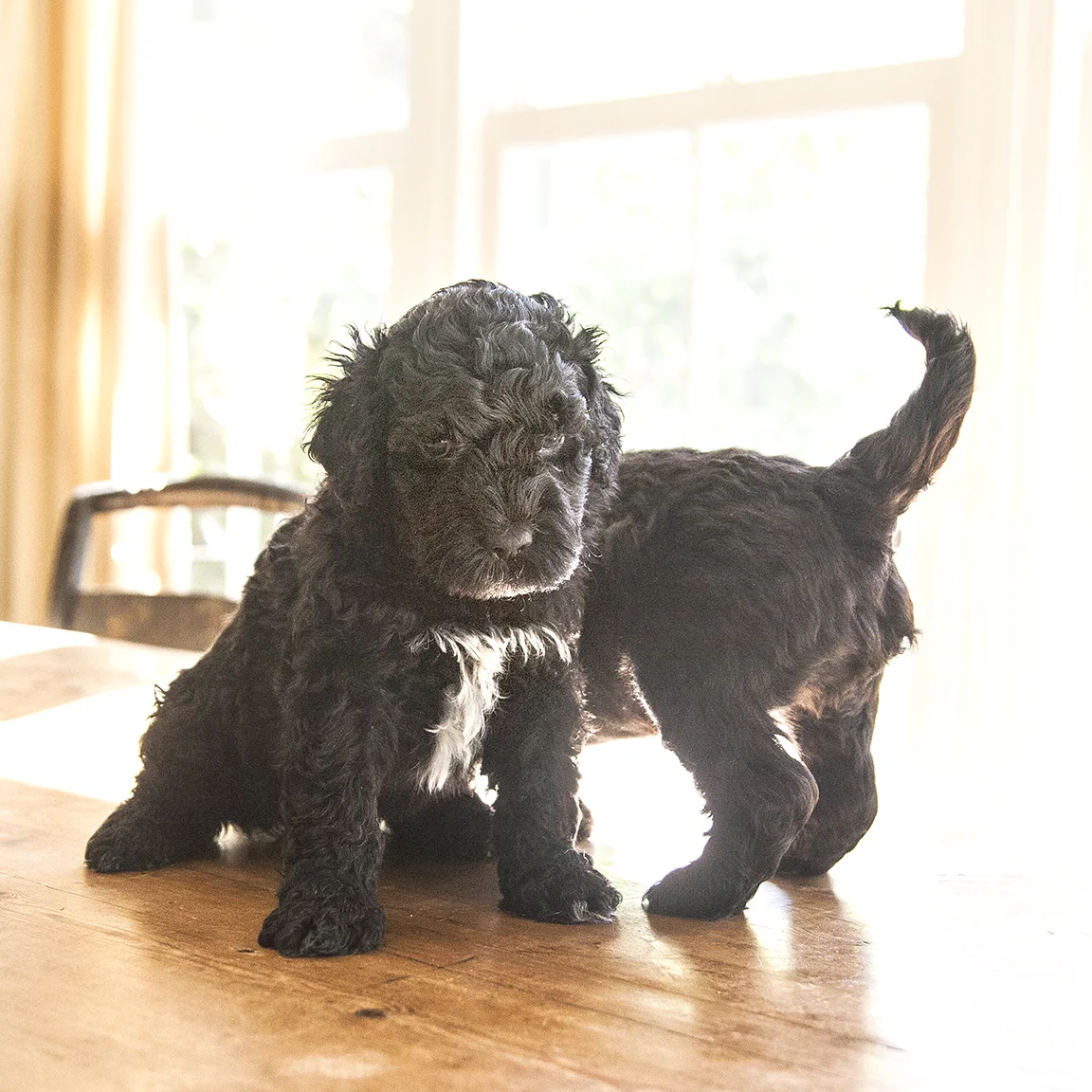 CUTENESS OVERLOAD BY HOWIE GUJA — SUZANNE DONALDSON