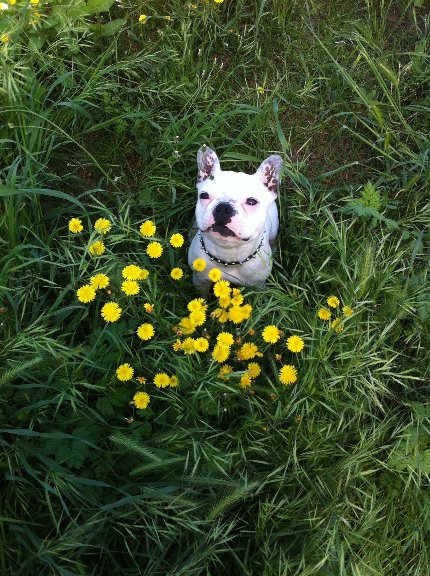 LUIS VENEGAS HAS A DOG NAMED PERRI THAT HE WANTED TO SHARE WITH MRS ...