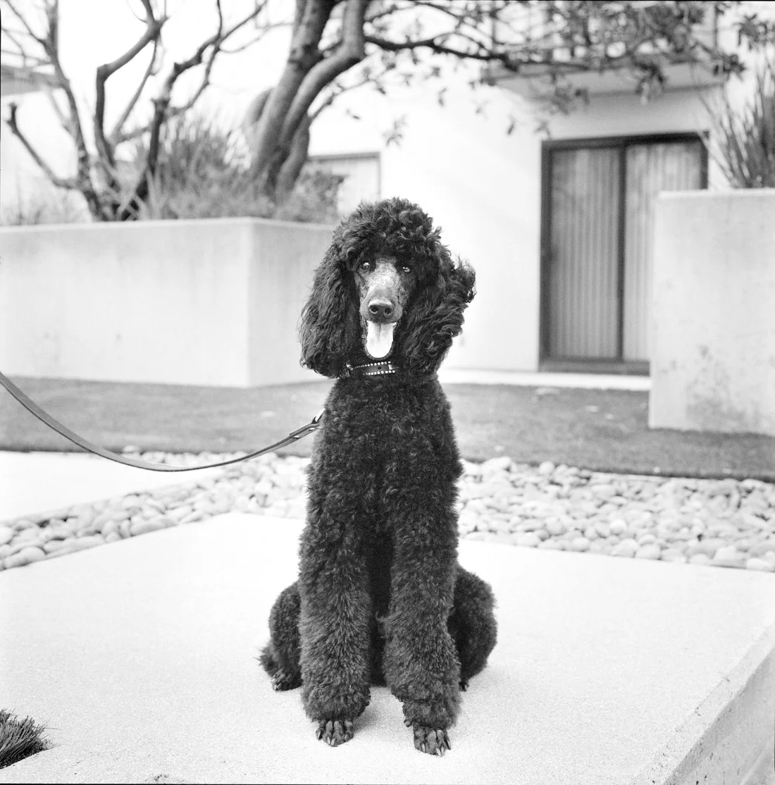 jesse freidin likes to look into dog's eyes — SUZANNE DONALDSON