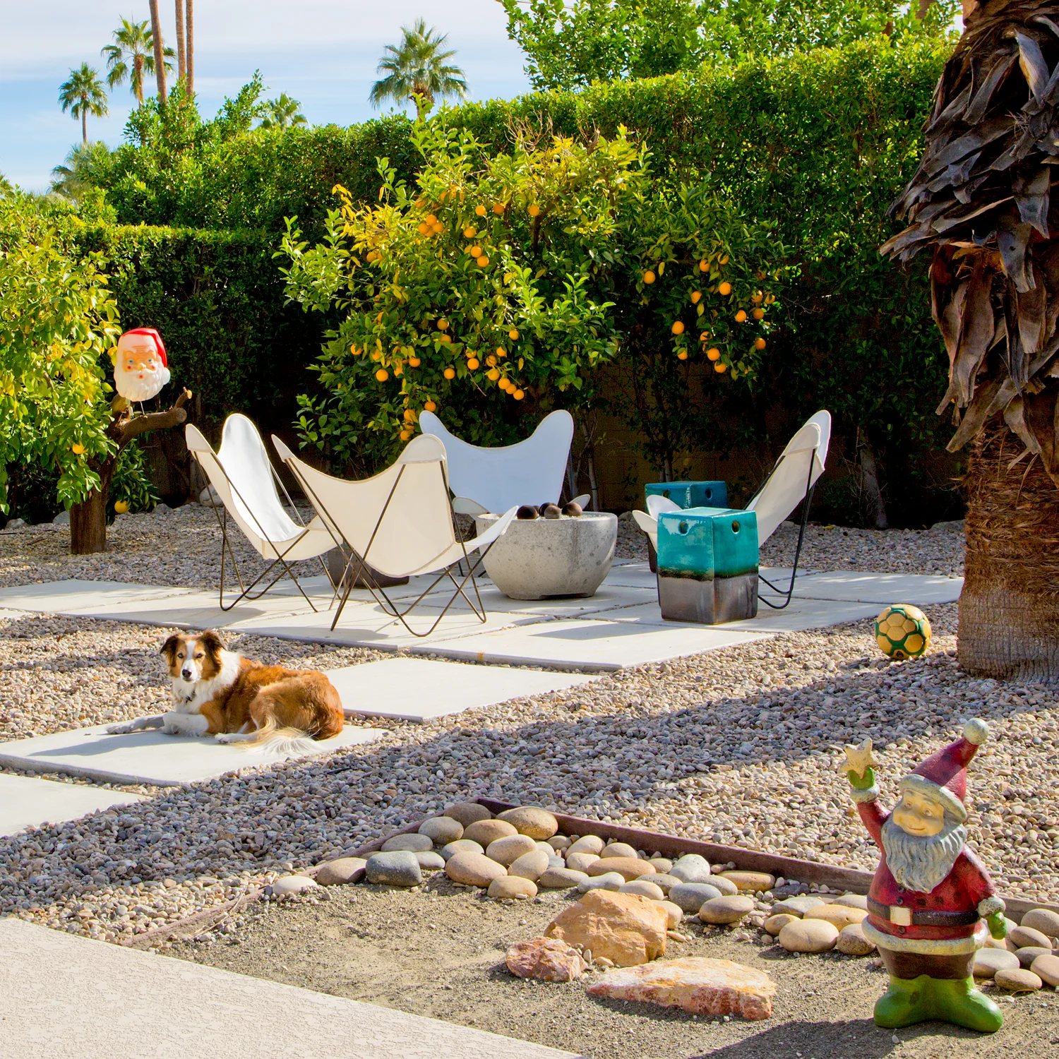 Nancy Baron and the pooches of PALM SPRINGS — SUZANNE DONALDSON