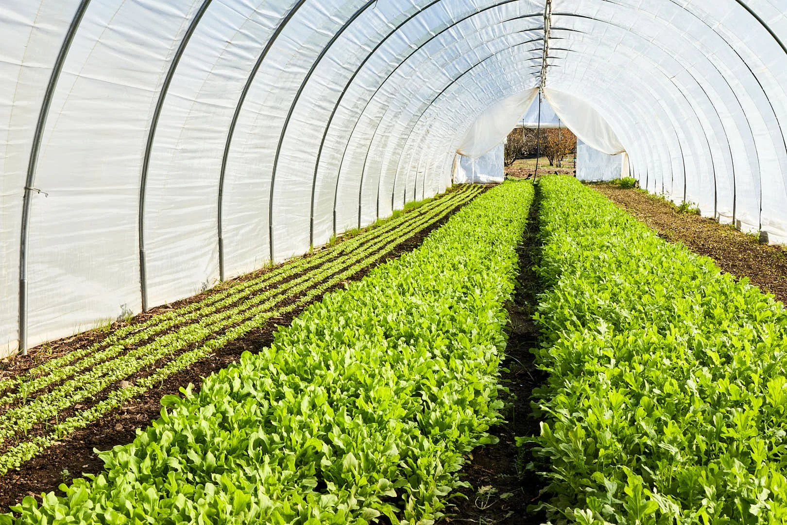 Farming & Agriculture Photography — Kara Blake Chin | Food Photography ...