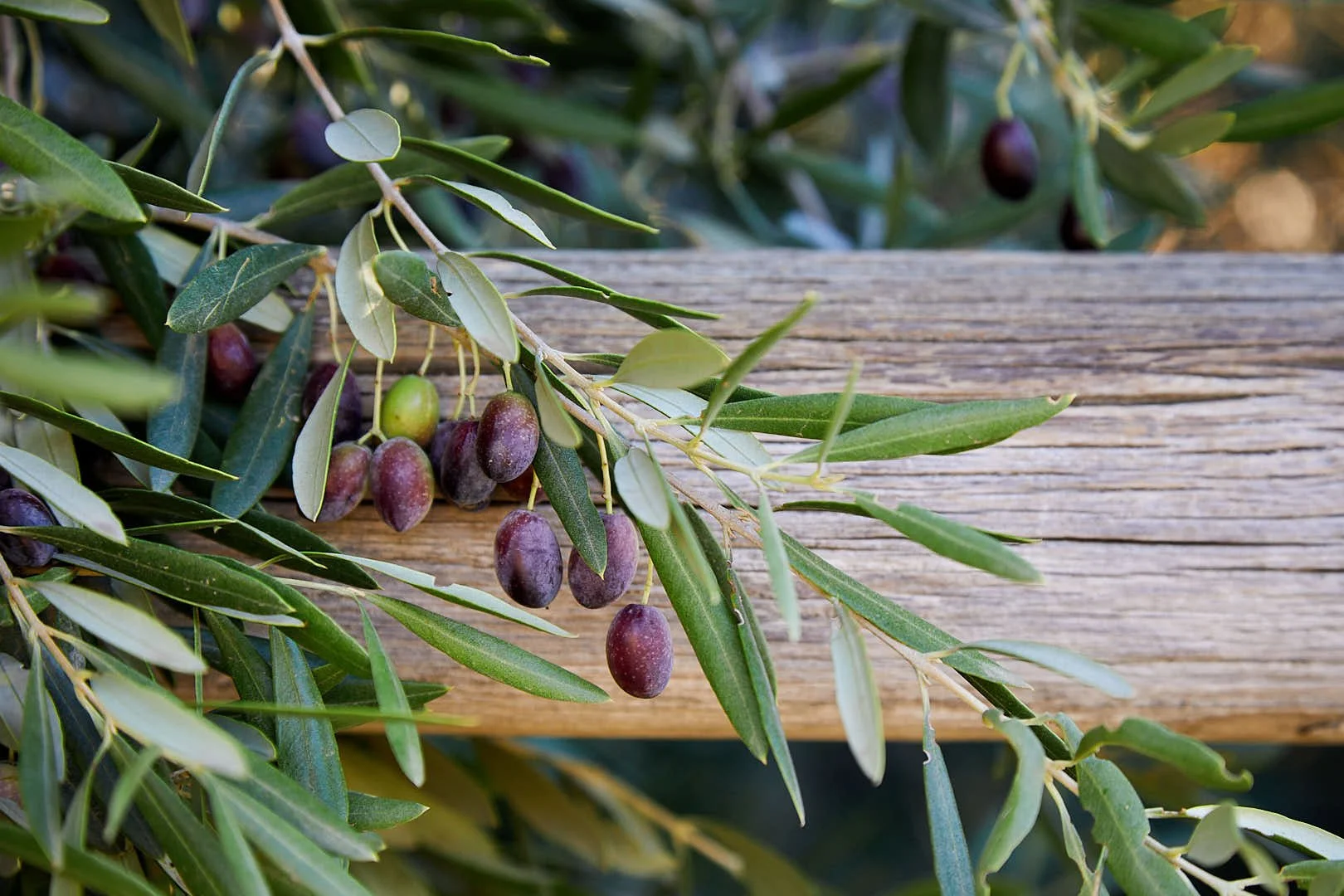 Farming & Agriculture Photography — Kara Blake Chin | Food Photographer and Graphic Designer