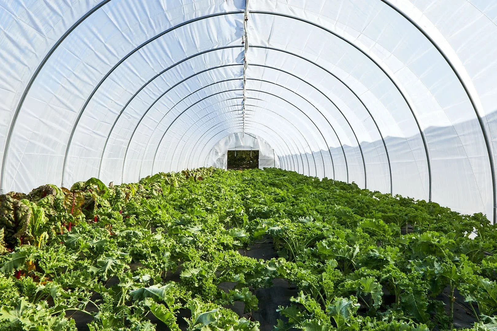 Soil Born Farms — Kara Blake Chin | Sacramento Food Photographer