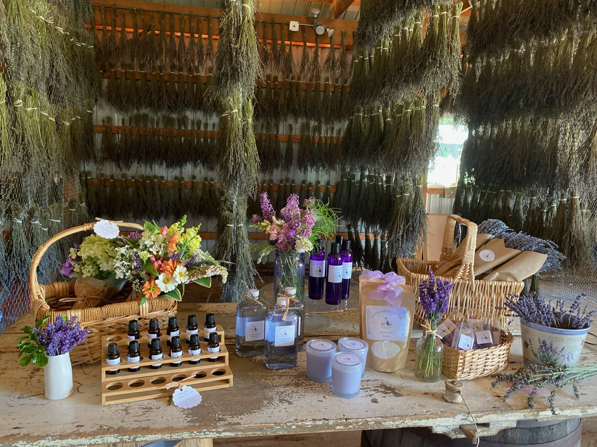 Mt Airy Lavender - Home