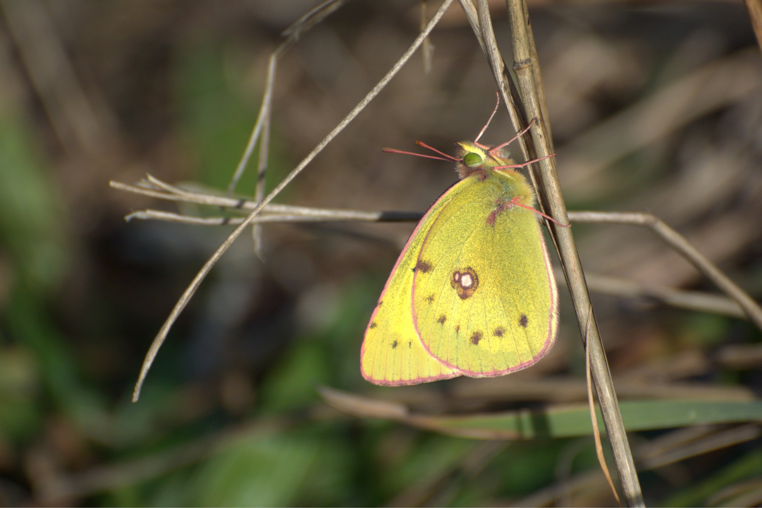 Butterflies of Pennsylvania — Lehigh Valley Audubon Society