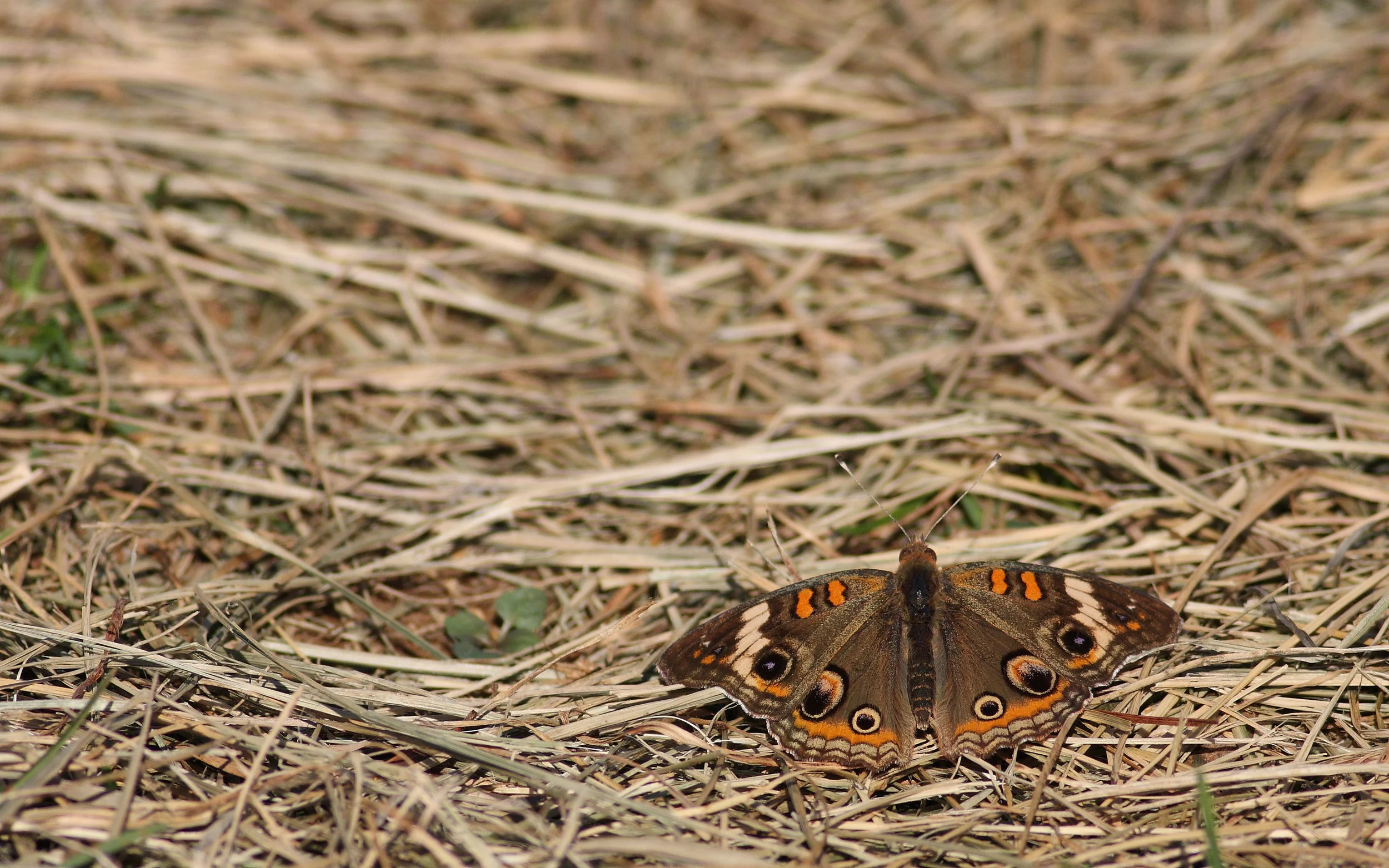 Butterflies of Pennsylvania — Lehigh Valley Audubon Society