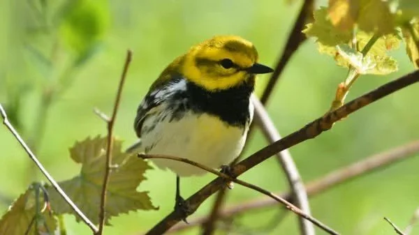 Spring Warblers – Heads AND Tails In-Person Program at Wildlands ...