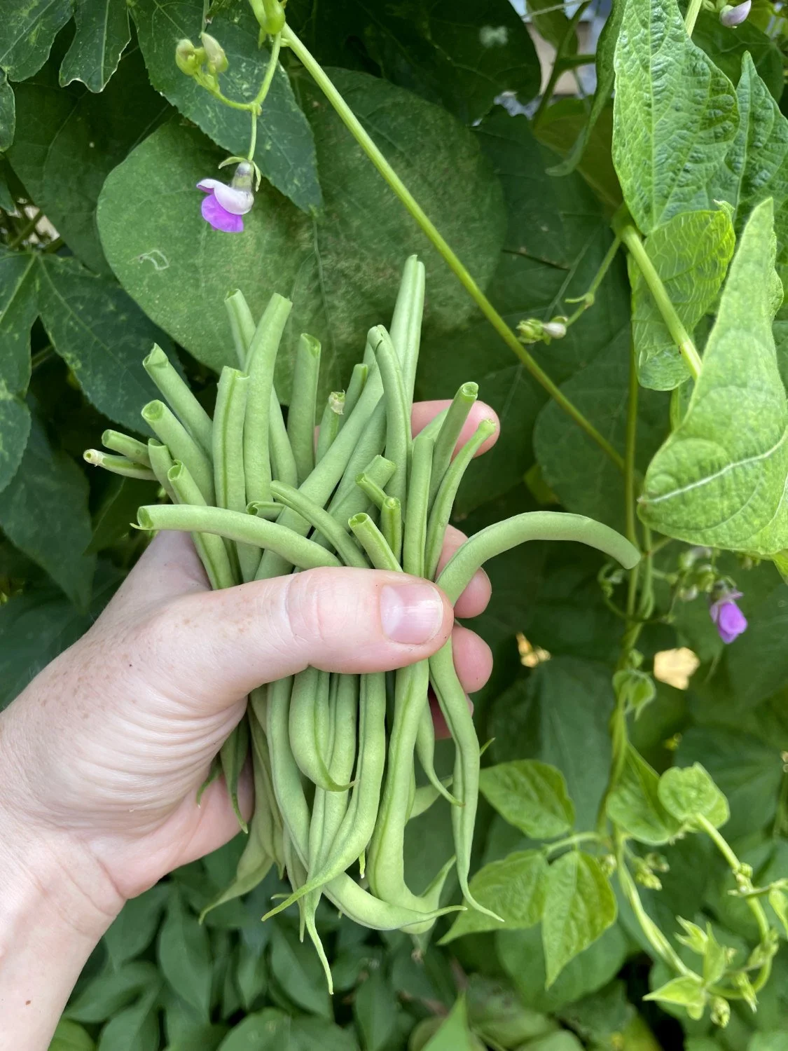 Adventures in Urban Gardening — Artist Lydia Makepeace