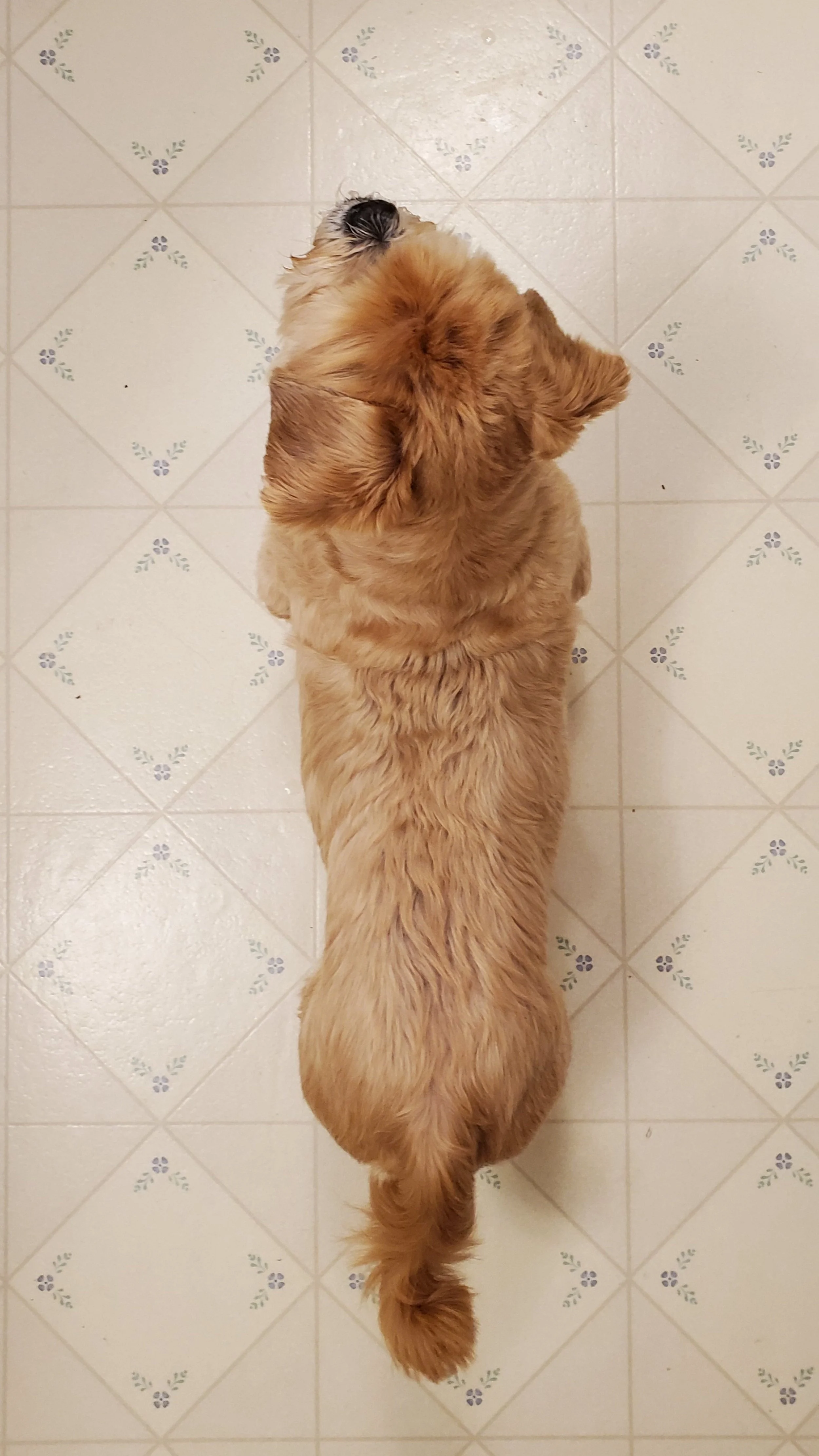 Craniosacral Therapy for Animals — Brownstone Bodywork