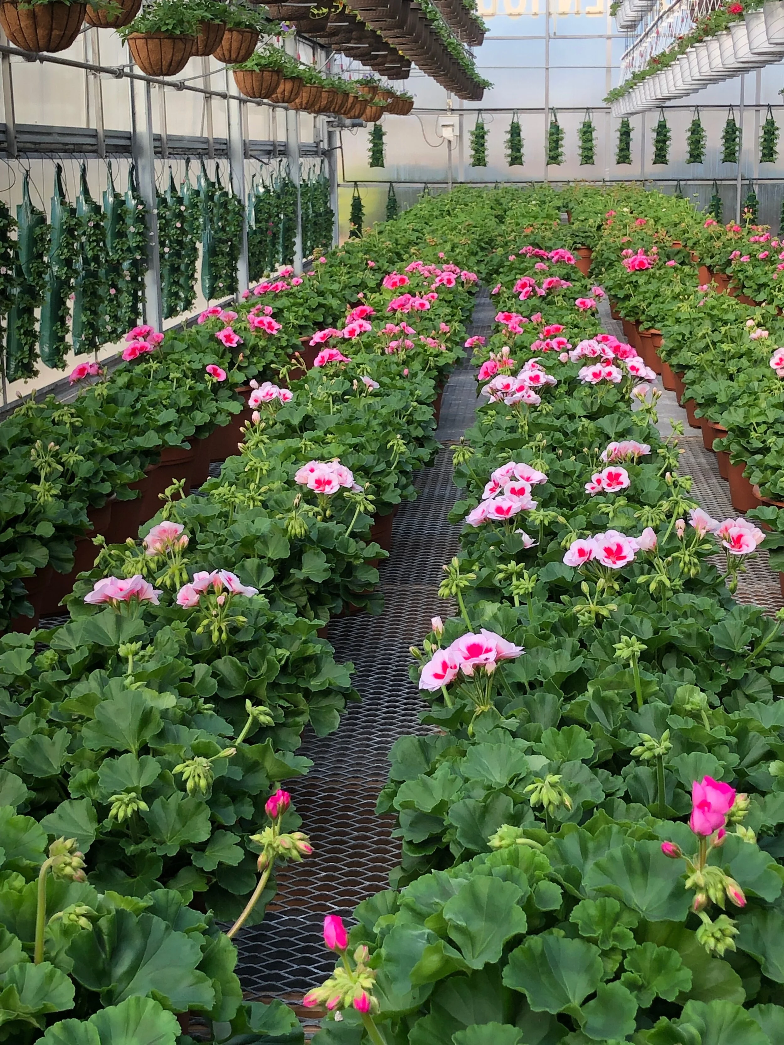 10" Mother Geranium Planters — Wagenmaker Greenhouses