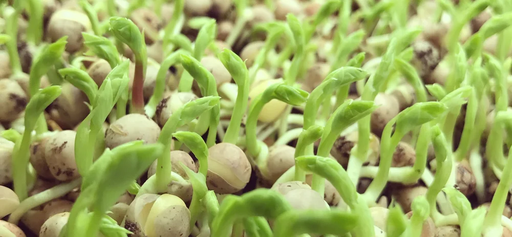 Pitchfork Farm Pitchfork Farm VT