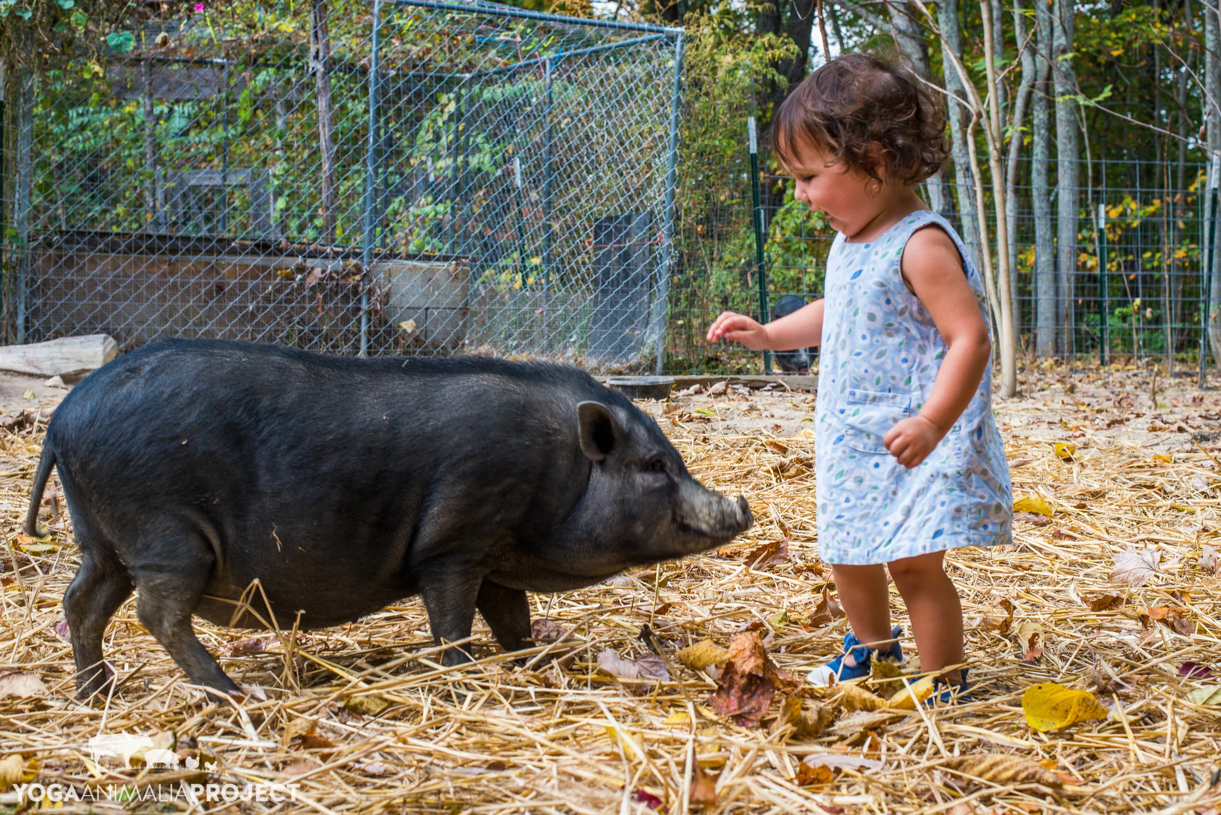 Wild Earth Farm & Sanctuary | Vegan Permaculture & Farmed Animal ...