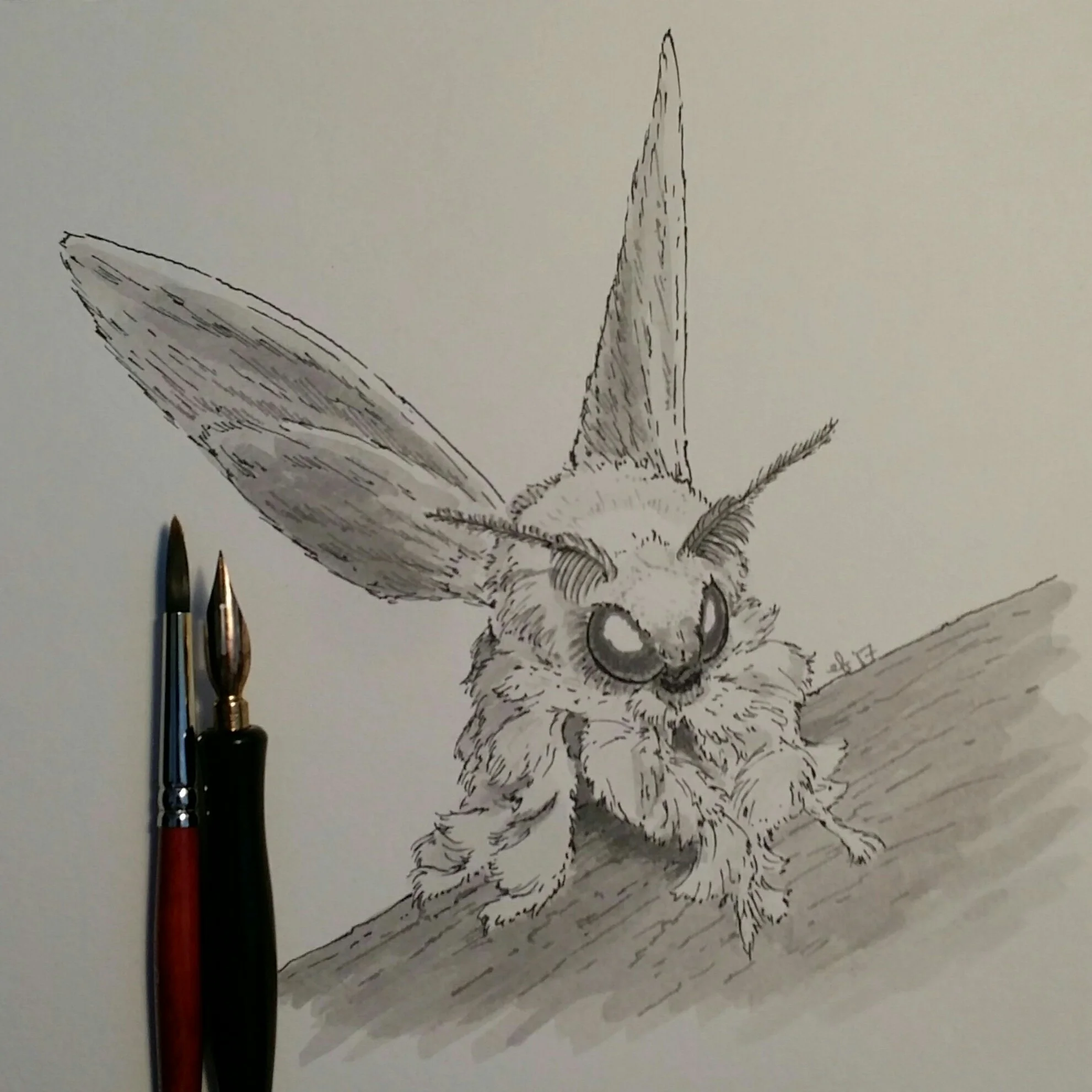 Venezuelan Poodle Moth