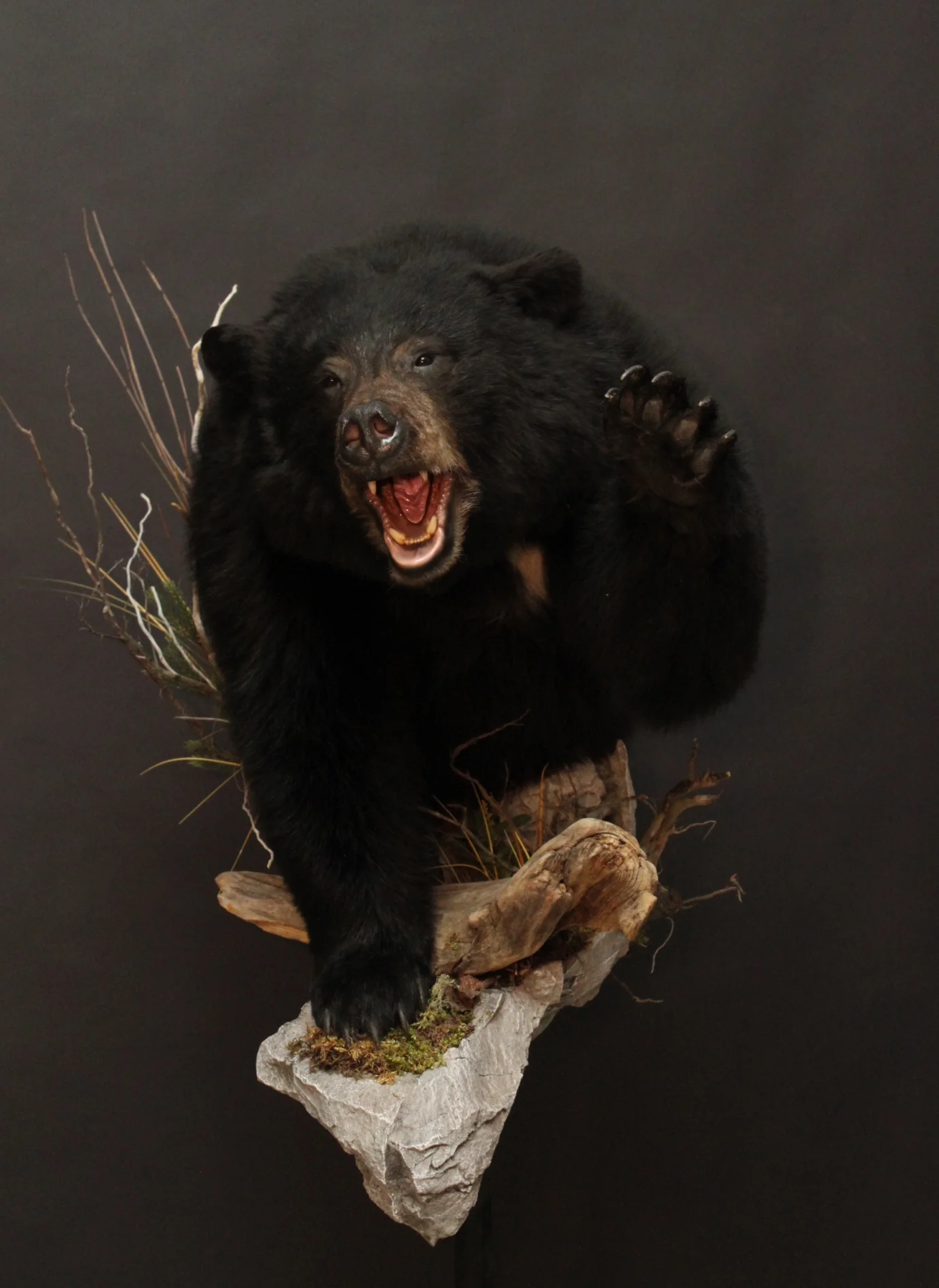 Bears — Orion Taxidermy