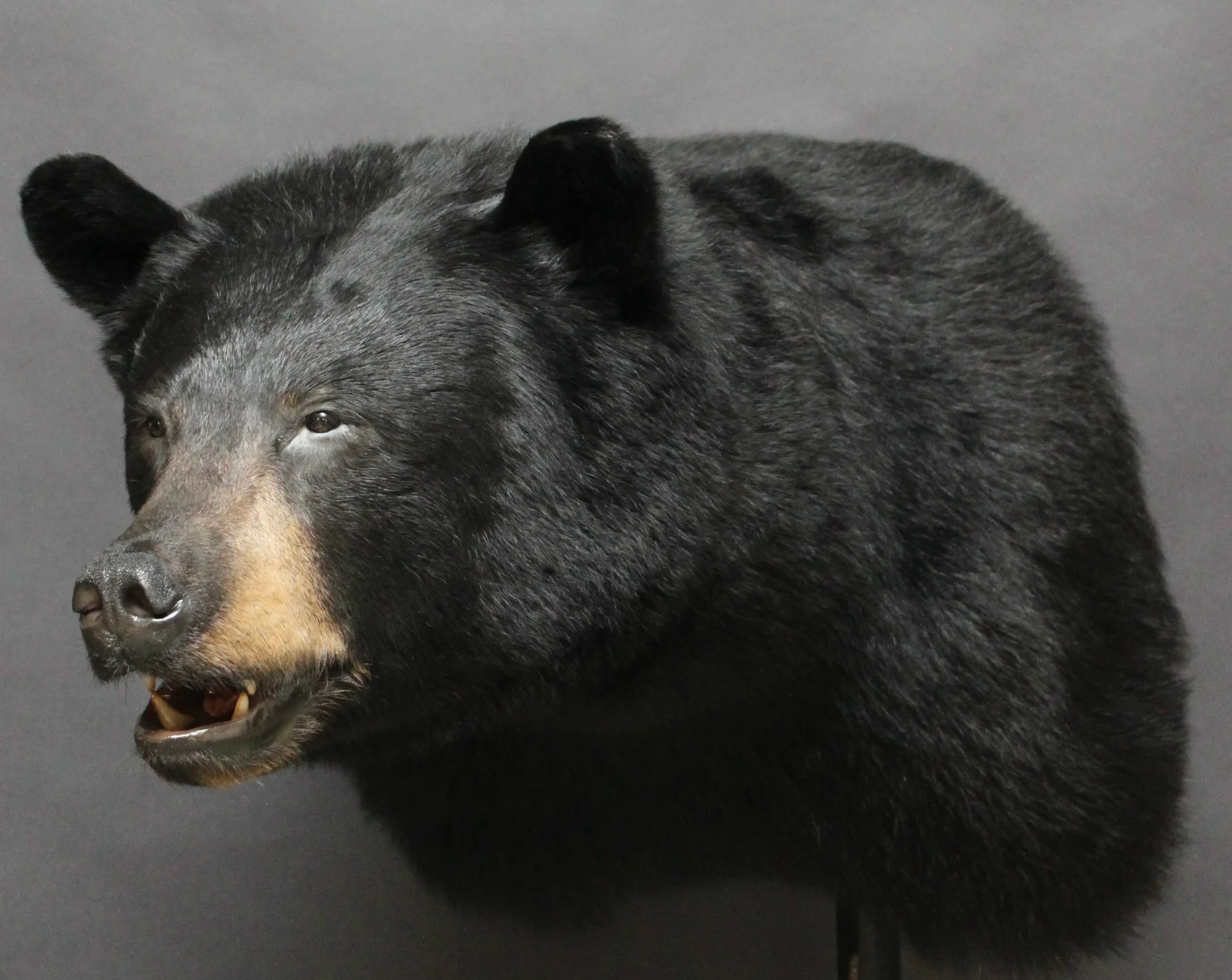 How To Skin A Black Bear For A Shoulder Mount at Randy Eubanks blog