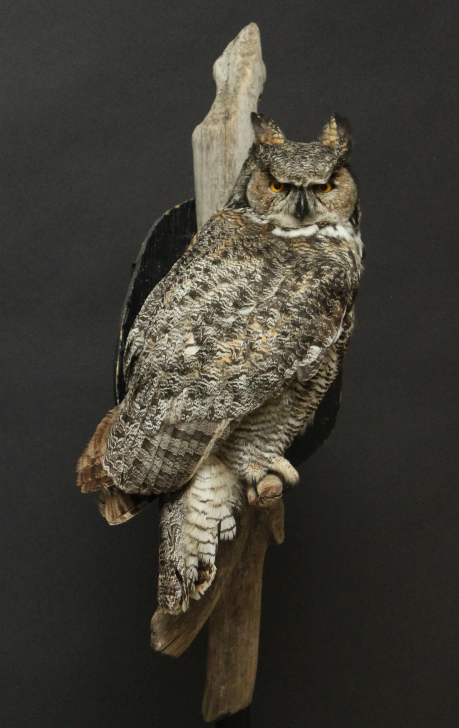 Birds — Orion Taxidermy