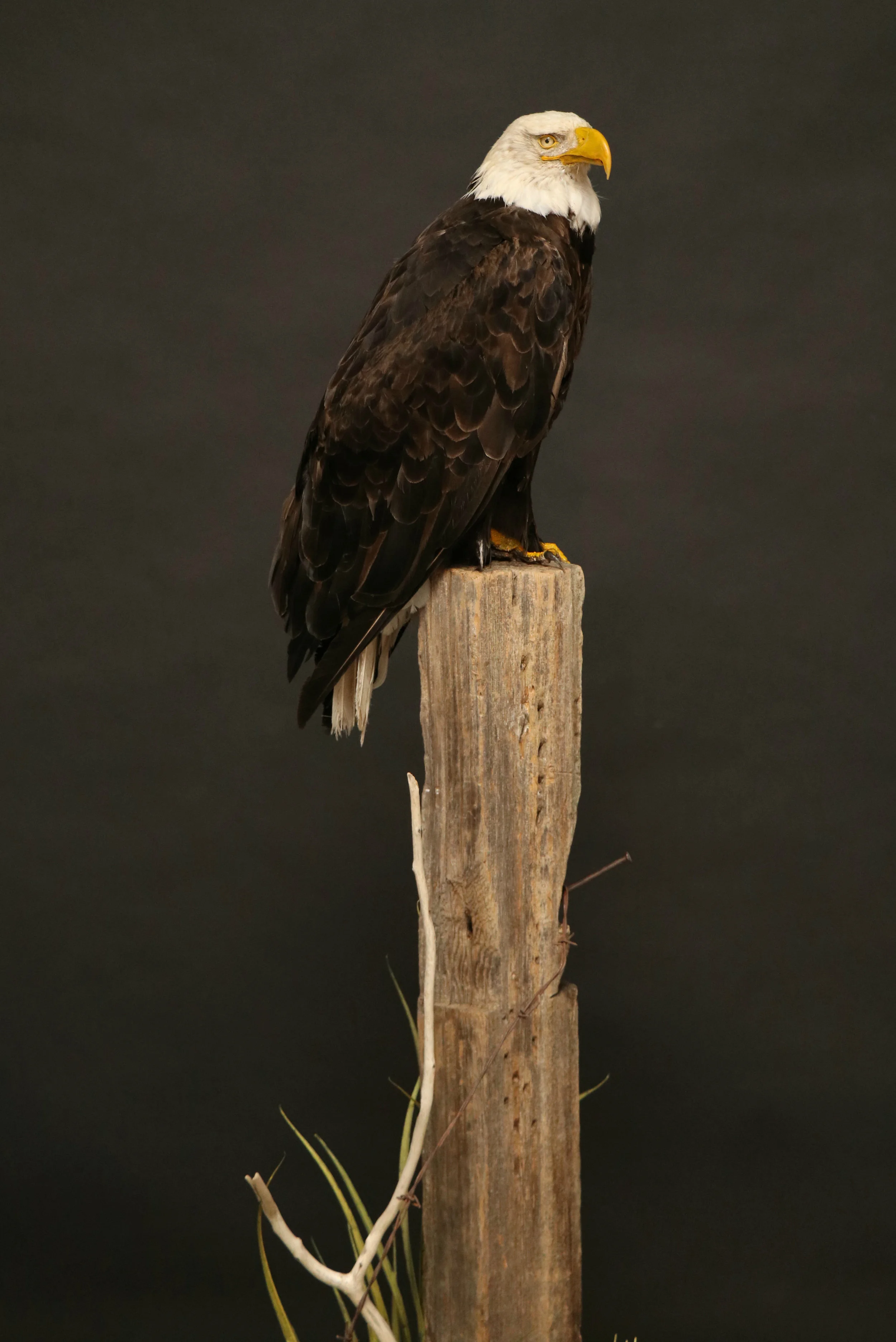 Birds — Orion Taxidermy