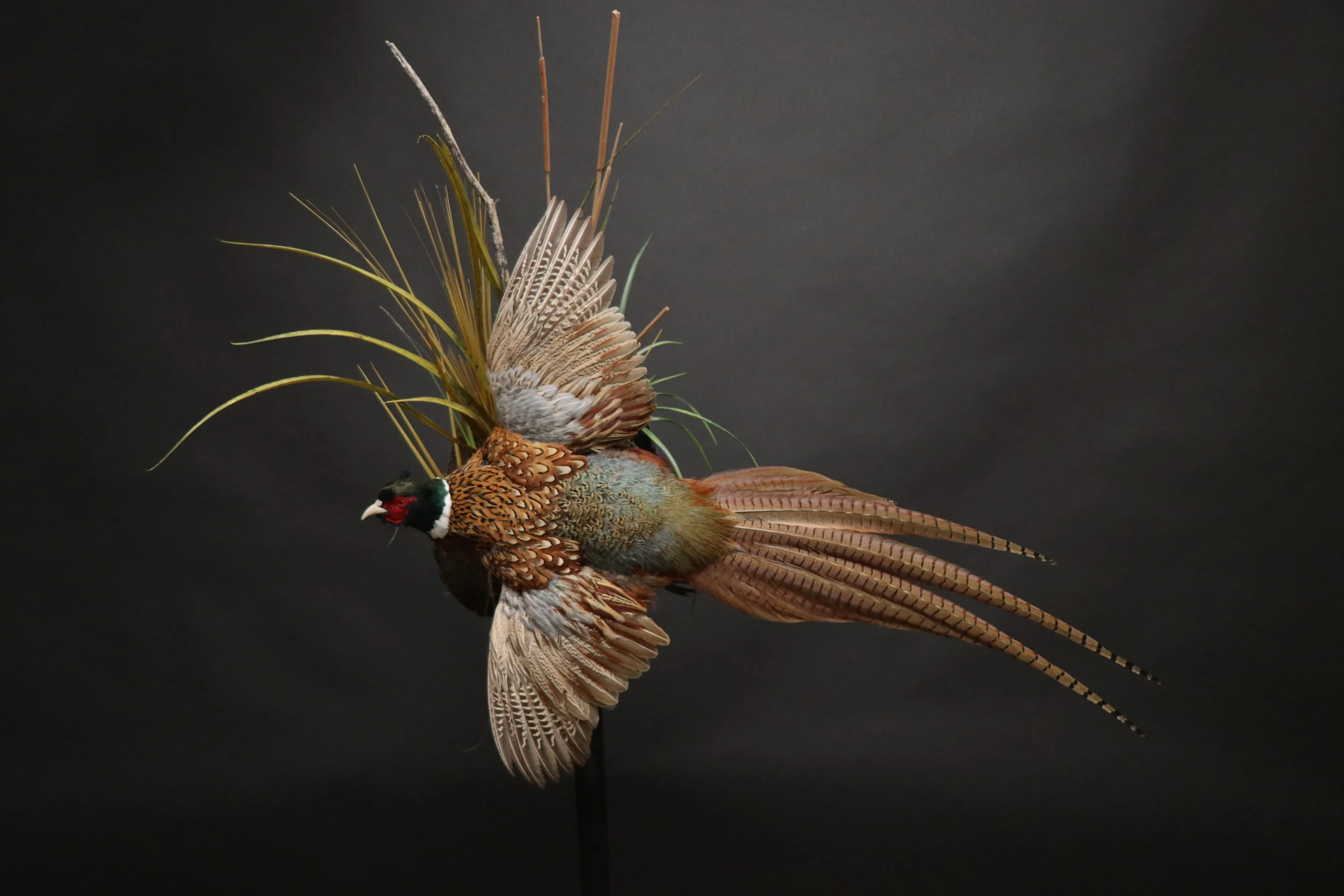 Birds — Orion Taxidermy