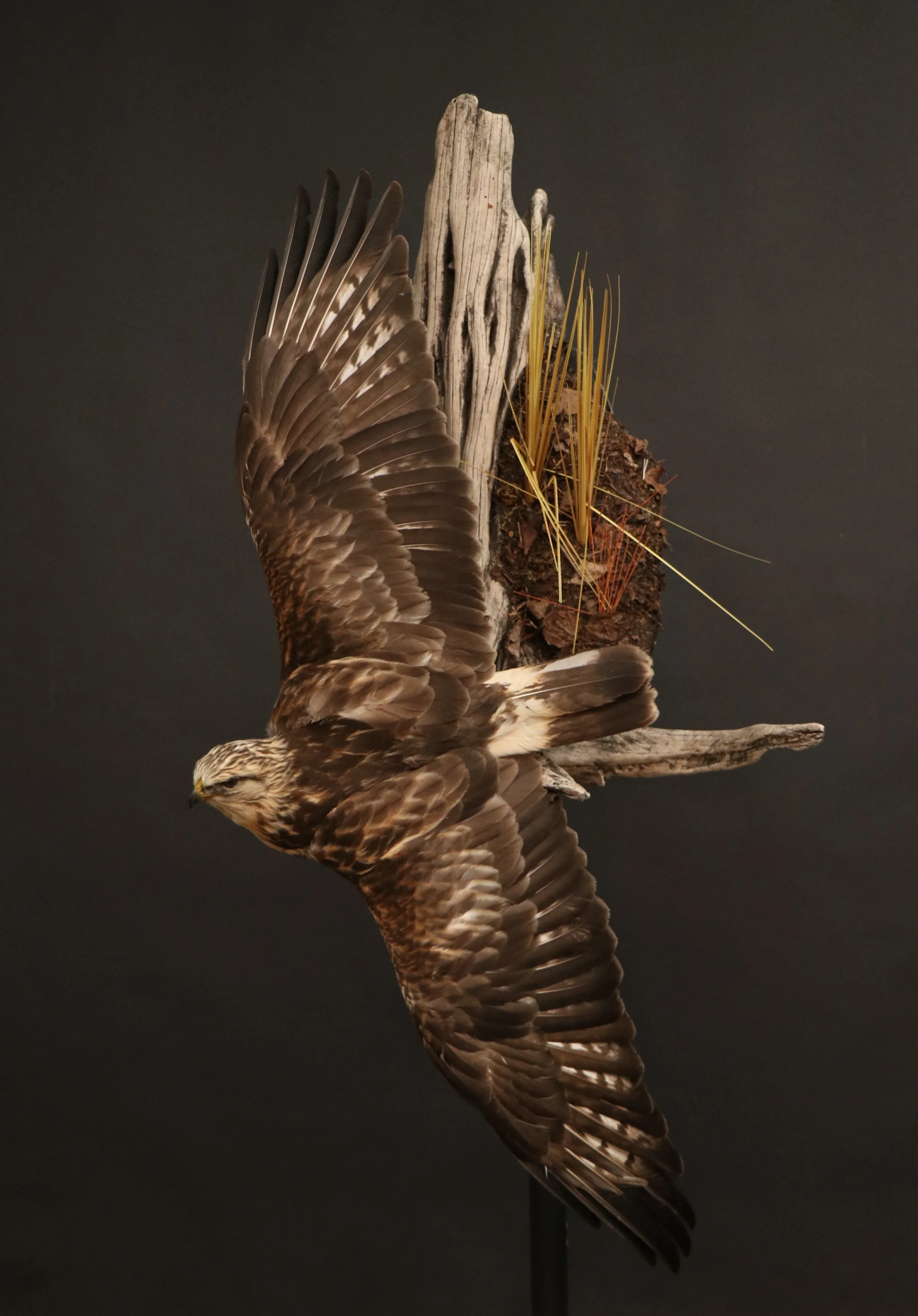 Birds — Orion Taxidermy