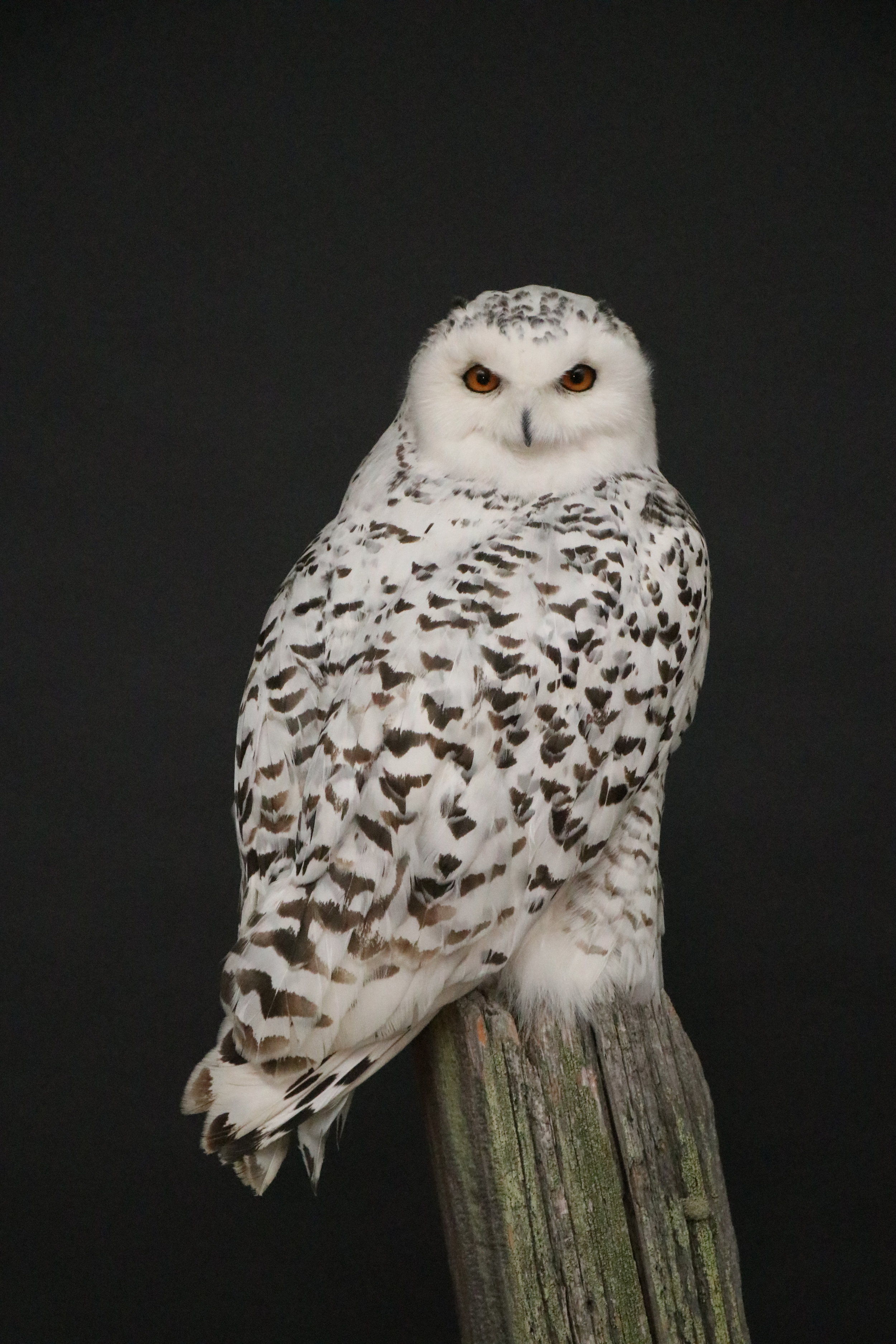 Birds — Orion Taxidermy