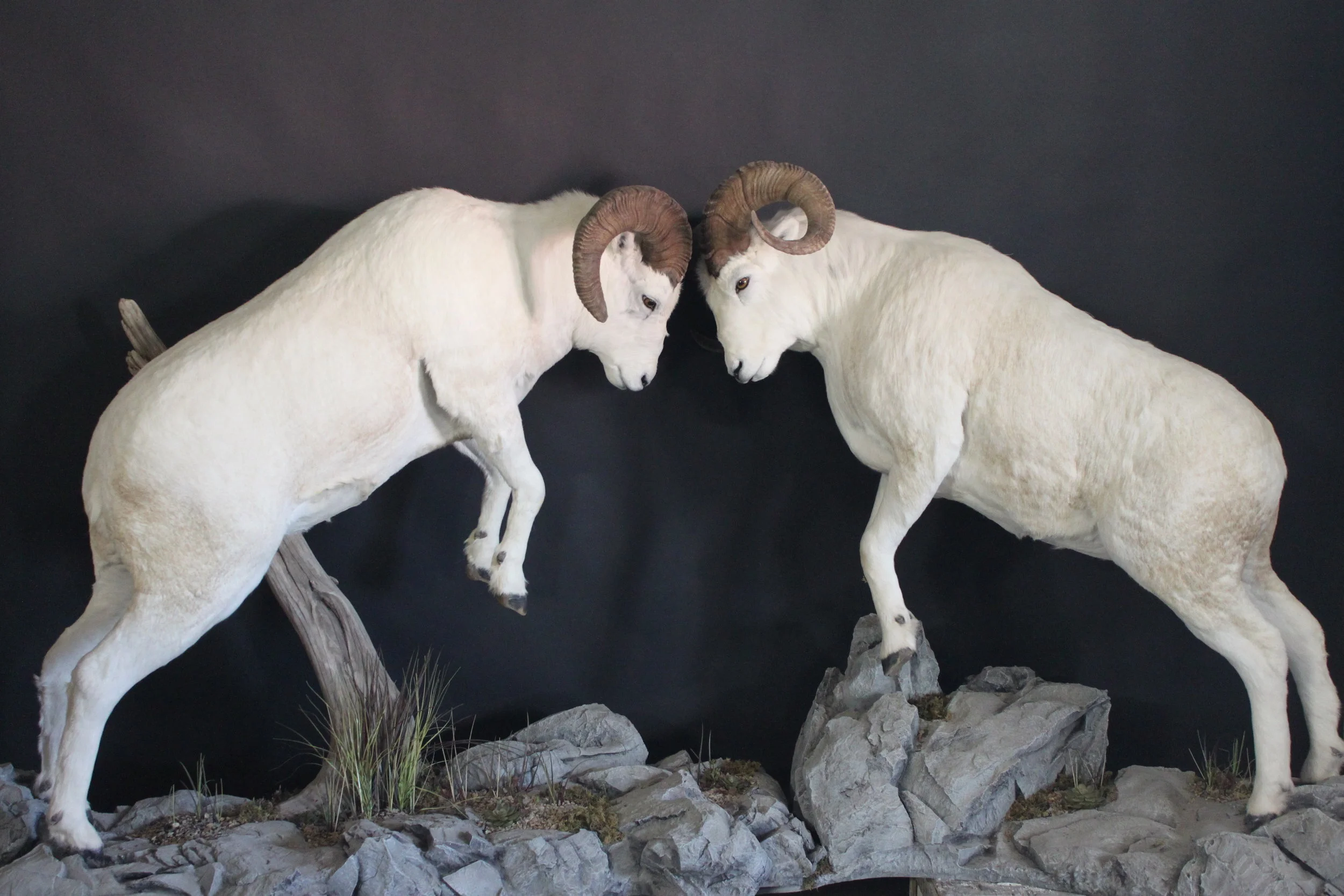 Sheep & Goats — Orion Taxidermy