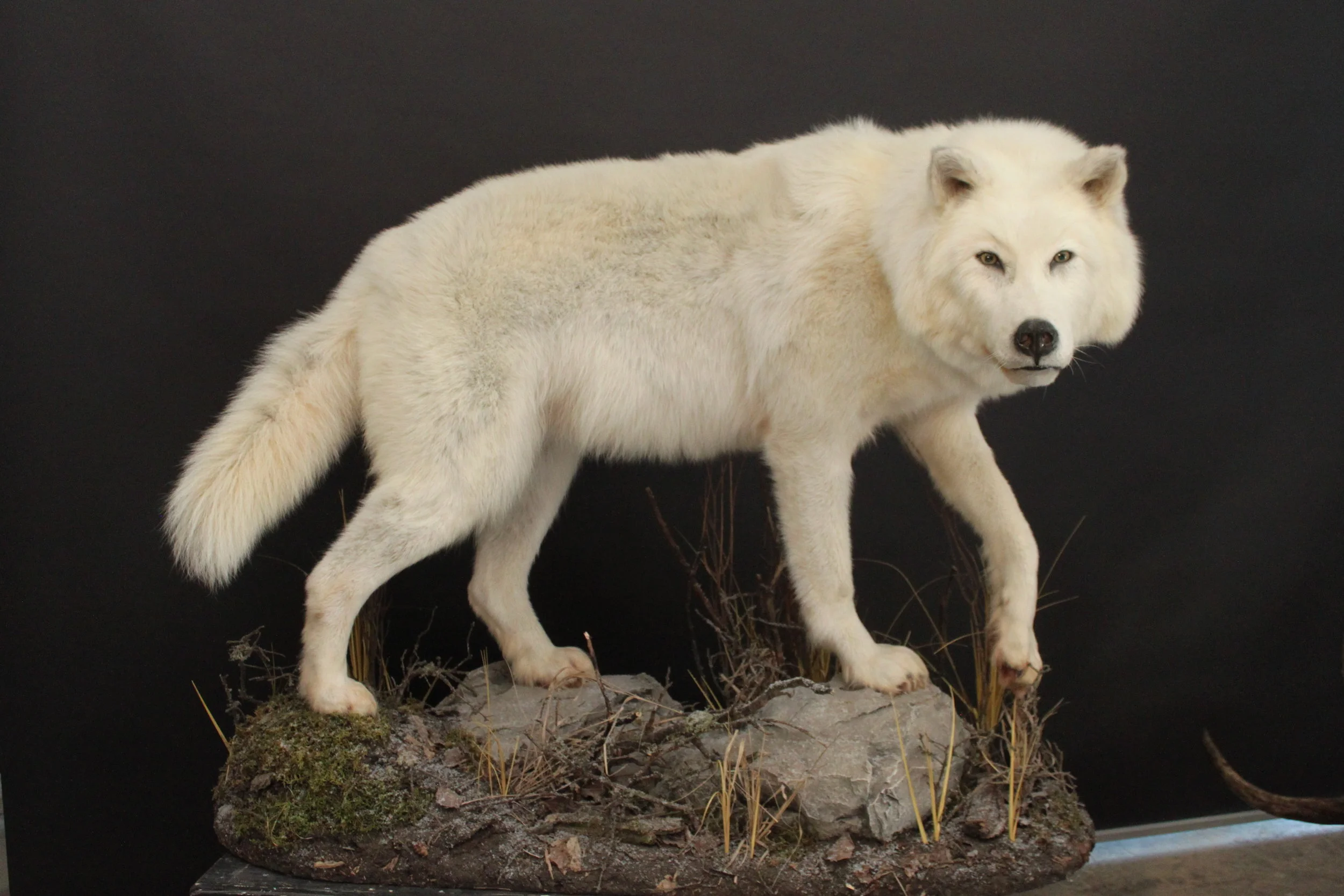 Wolves — Orion Taxidermy
