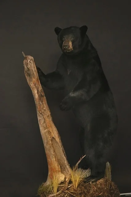 Bears — Orion Taxidermy