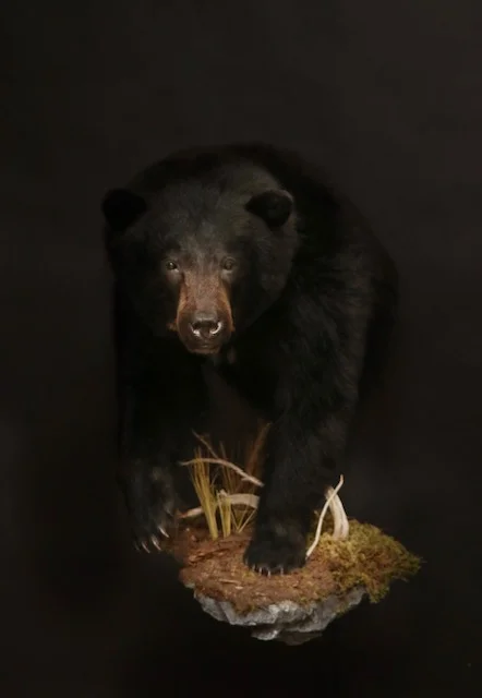 Bears — Orion Taxidermy