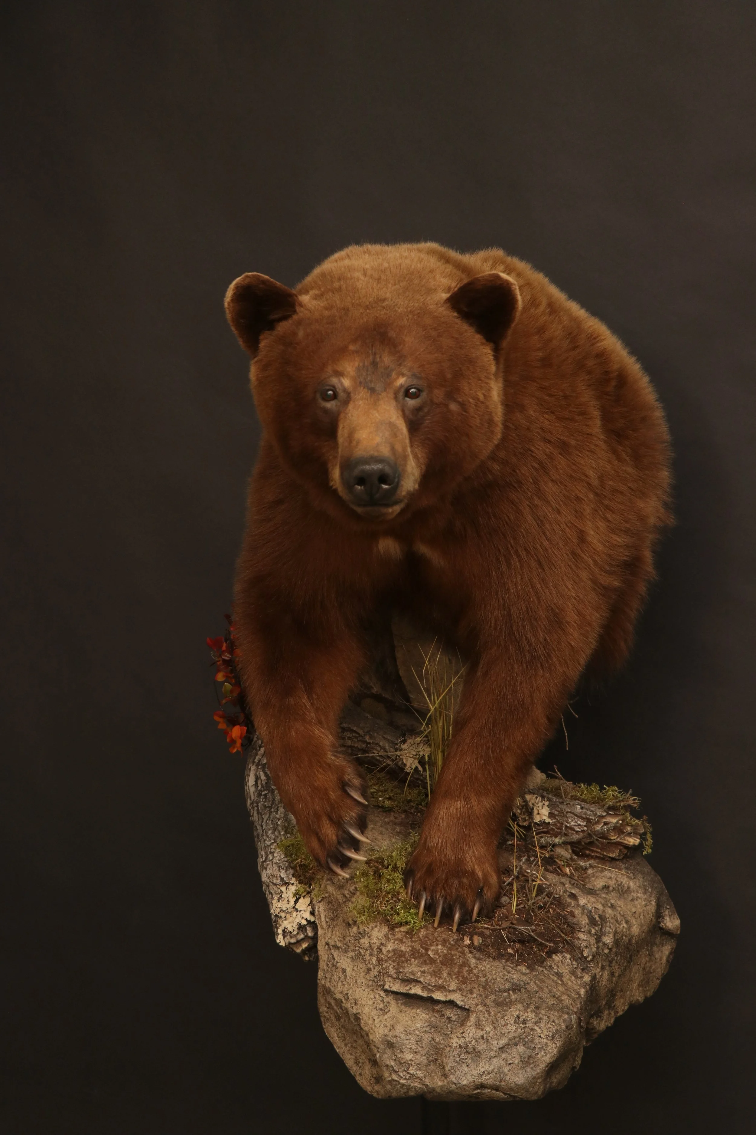 Bears — Orion Taxidermy