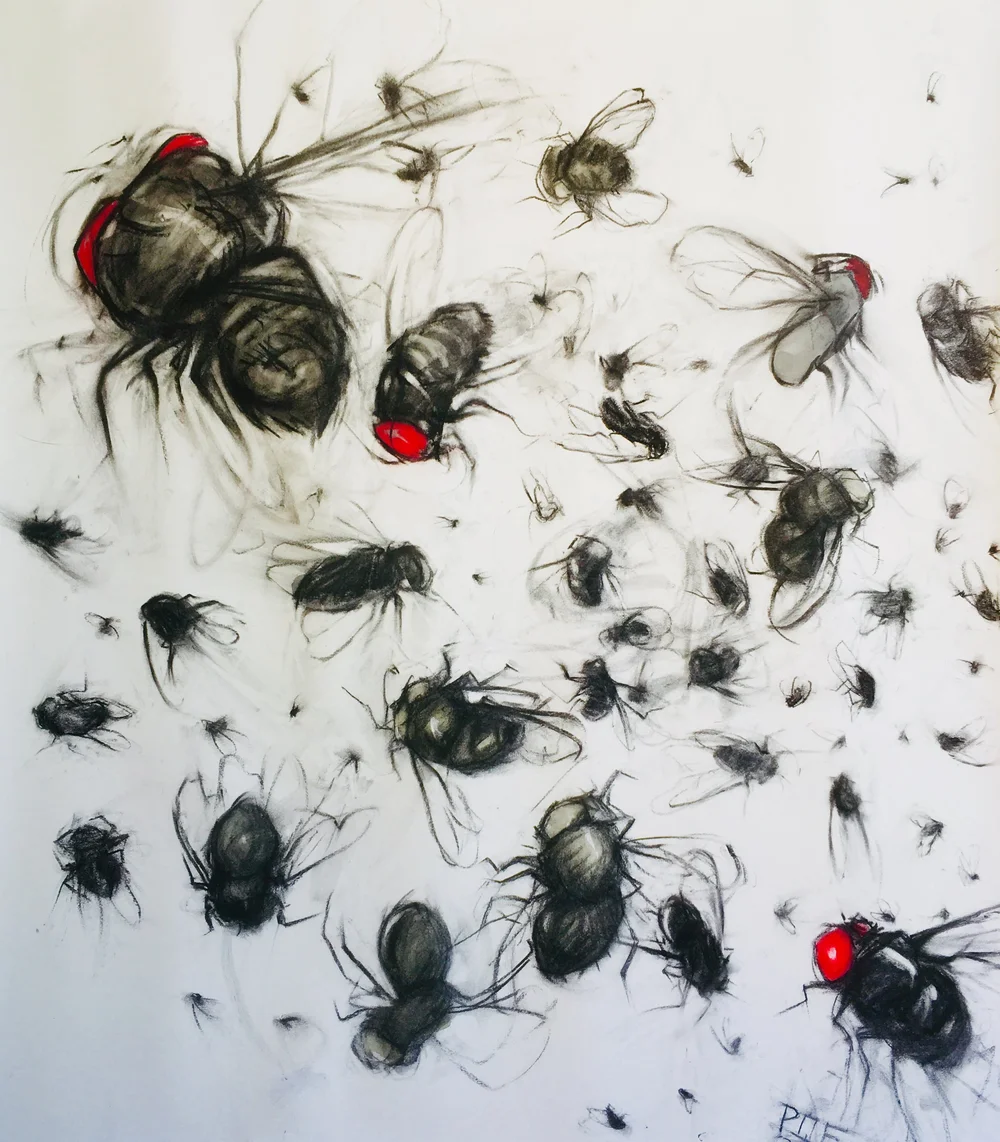 Swarms Of Flies