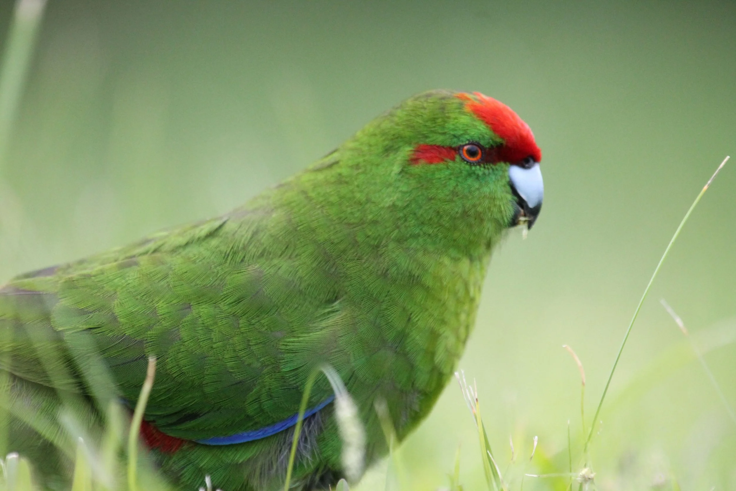 Trust History & Achievements — Aotea Great Barrier Environmental Trust
