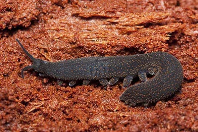 EN28 PERIPATUS — Aotea Great Barrier Environmental Trust