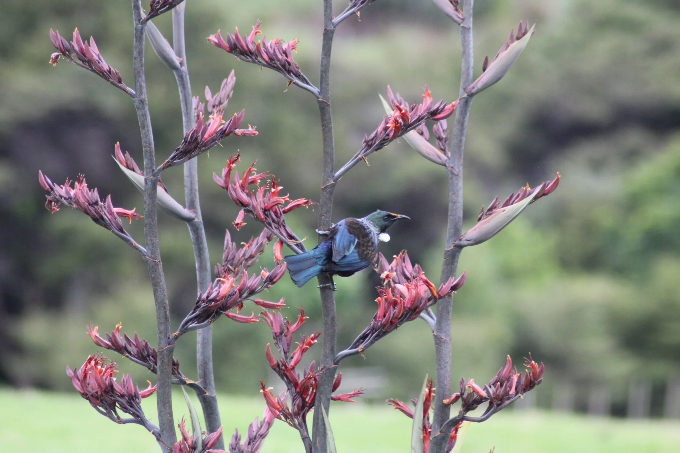 Aotea Bird Count — Aotea Great Barrier Environmental Trust