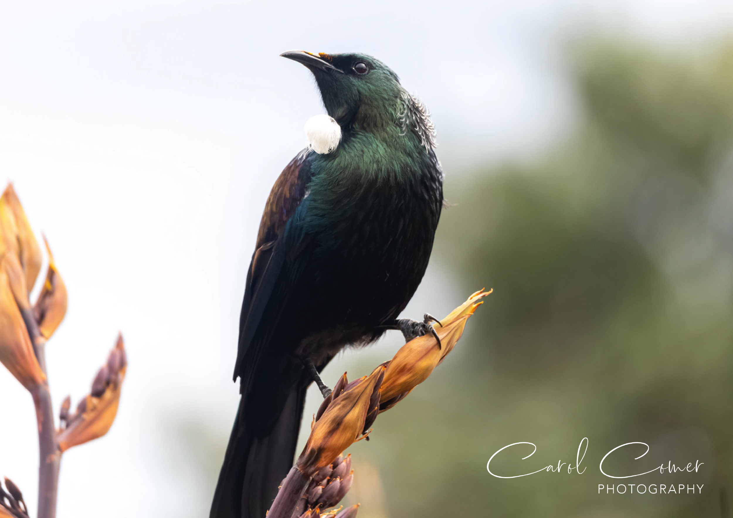 We Are 20 - Gallery — Aotea Great Barrier Environmental Trust