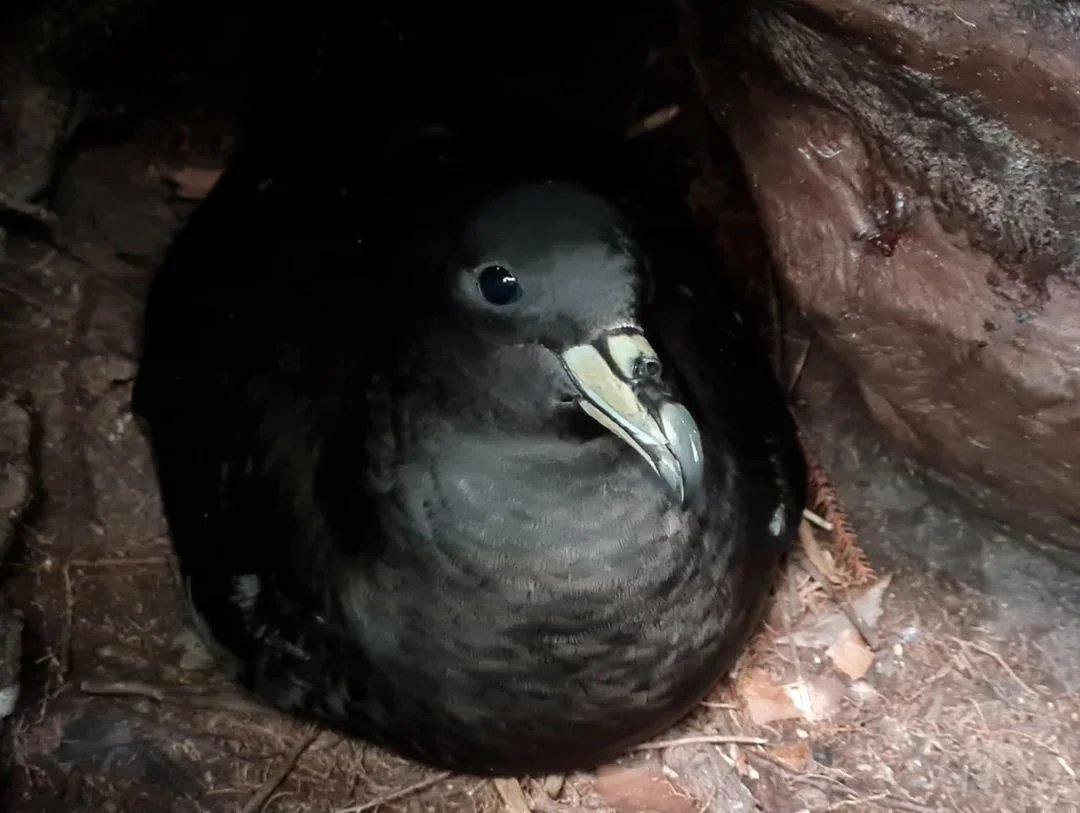 Takoketai - Black Petrel — Aotea Great Barrier Environmental Trust