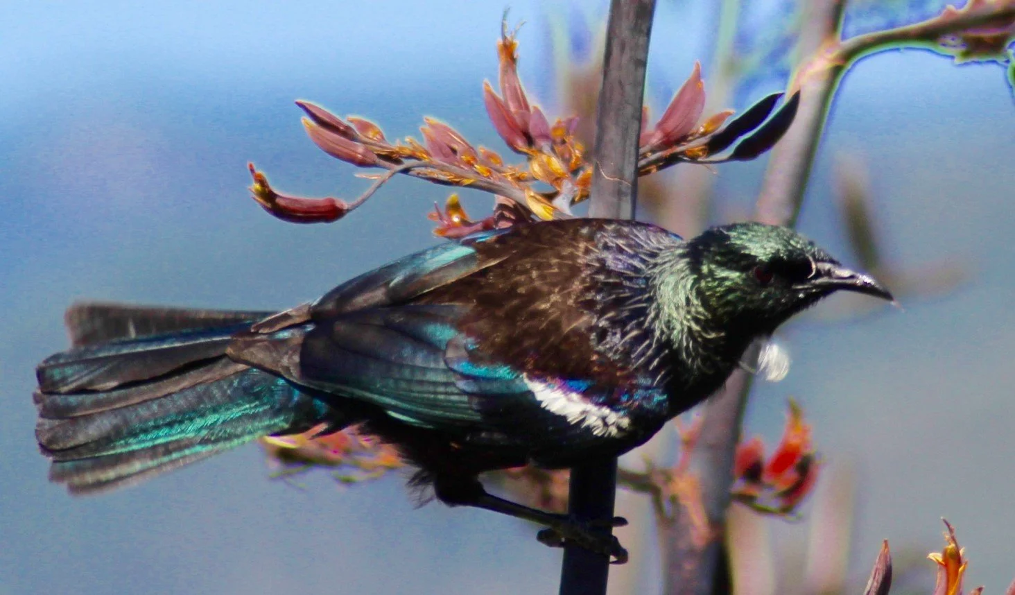 Editorial - Emma Waterhouse — Aotea Great Barrier Environmental Trust