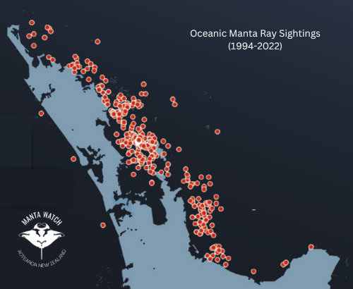 Oceanic Manta Rays — Aotea Great Barrier Environmental Trust