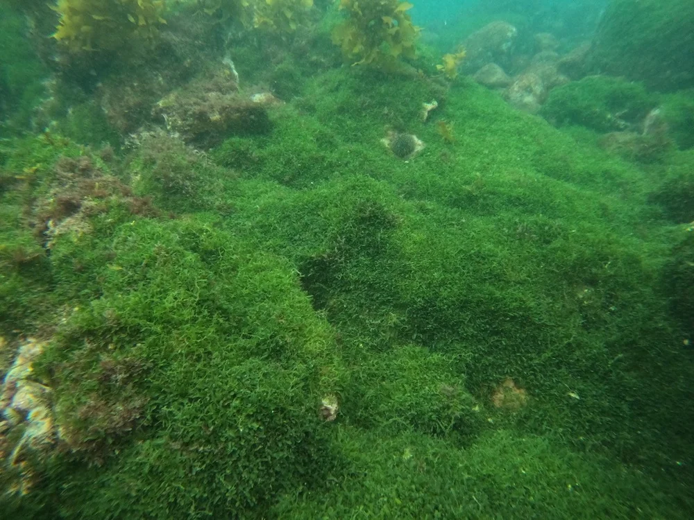 Caulerpa Response — Aotea Great Barrier Environmental Trust