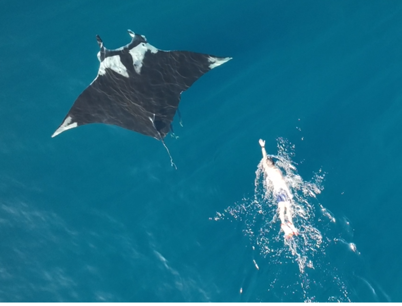 Oceanic Manta Rays — Aotea Great Barrier Environmental Trust