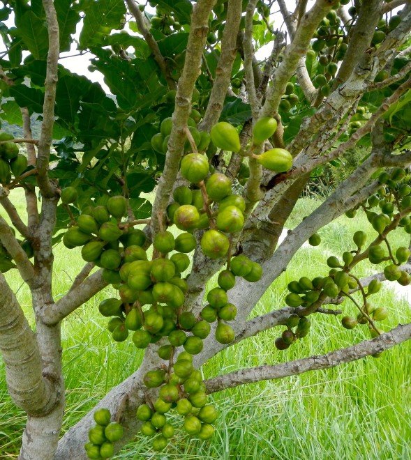 Forgotten Kohekohe — Aotea Great Barrier Environmental Trust