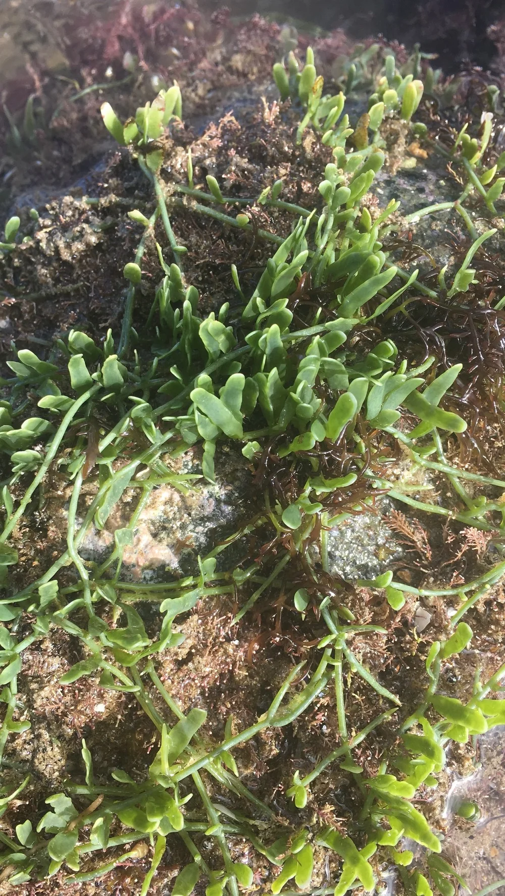 Caulerpa Response — Aotea Great Barrier Environmental Trust